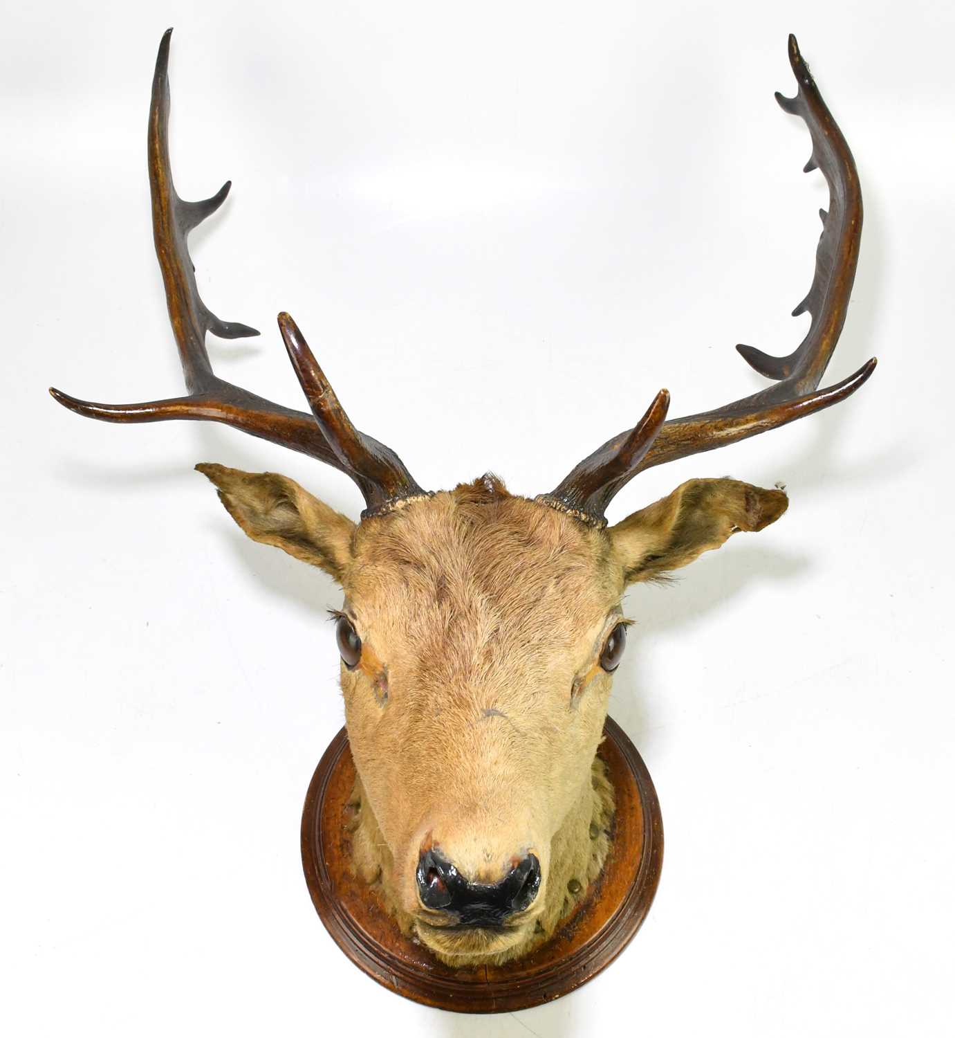 Lot 176 - TAXIDERMY; a taxidermy stag's head with two