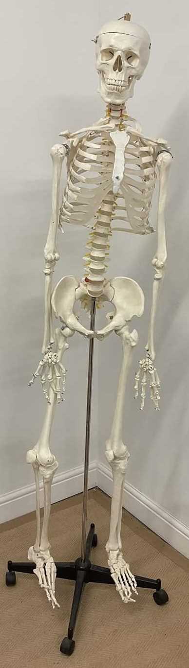 Lot 102 - A full size anatomical study skeleton on
