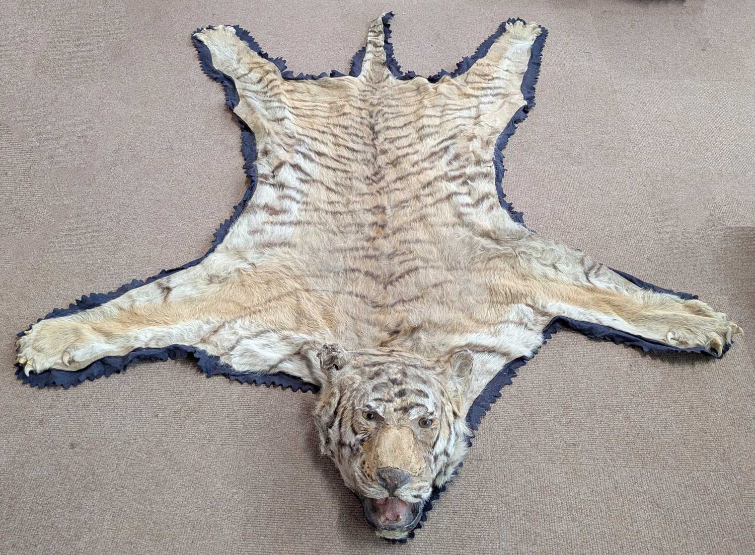 Lot 1368 - TAXIDERMY; an early 20th century tiger