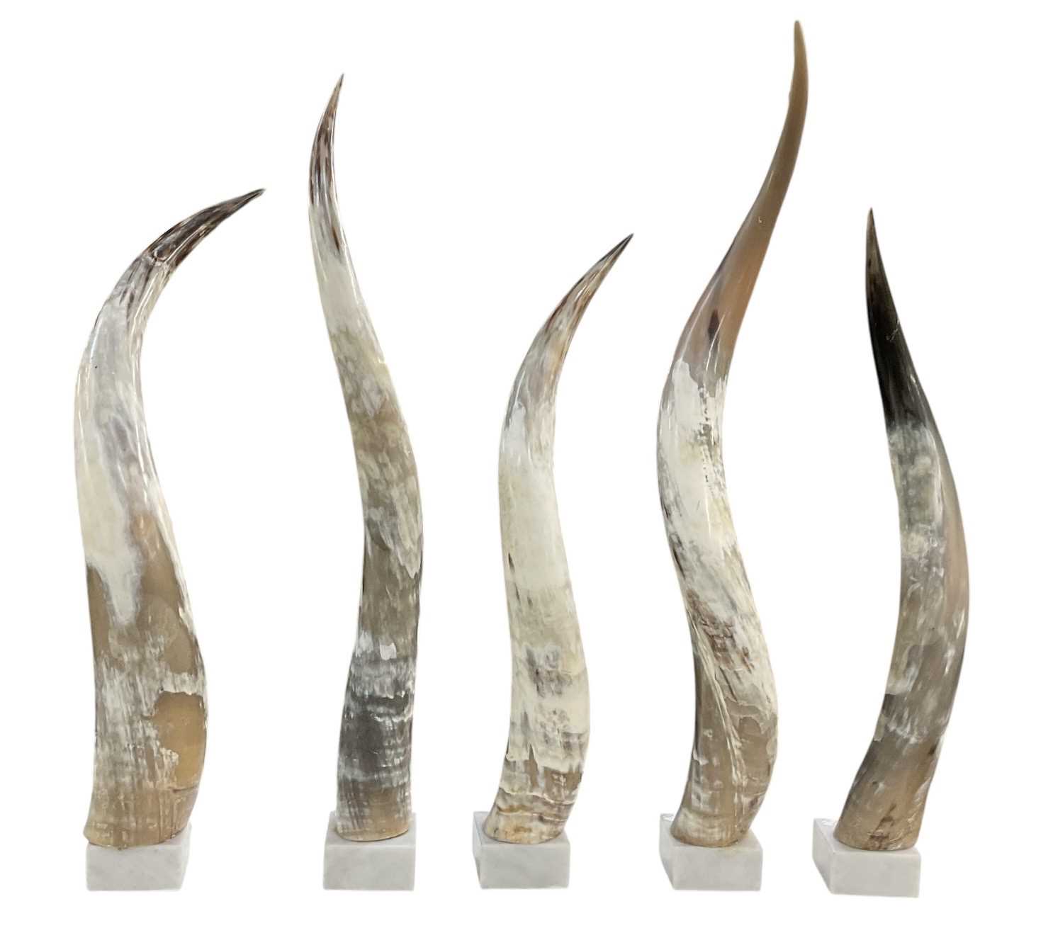 Lot 225 - A set of five modern decorative cow horns,