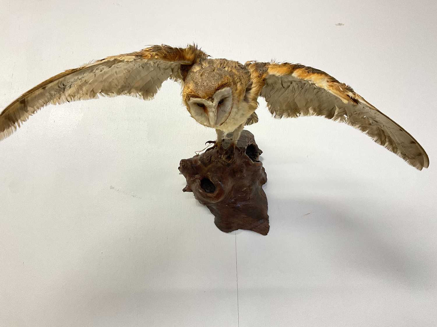 Lot 424 - A taxidermy barn owl on walnut tree stump,