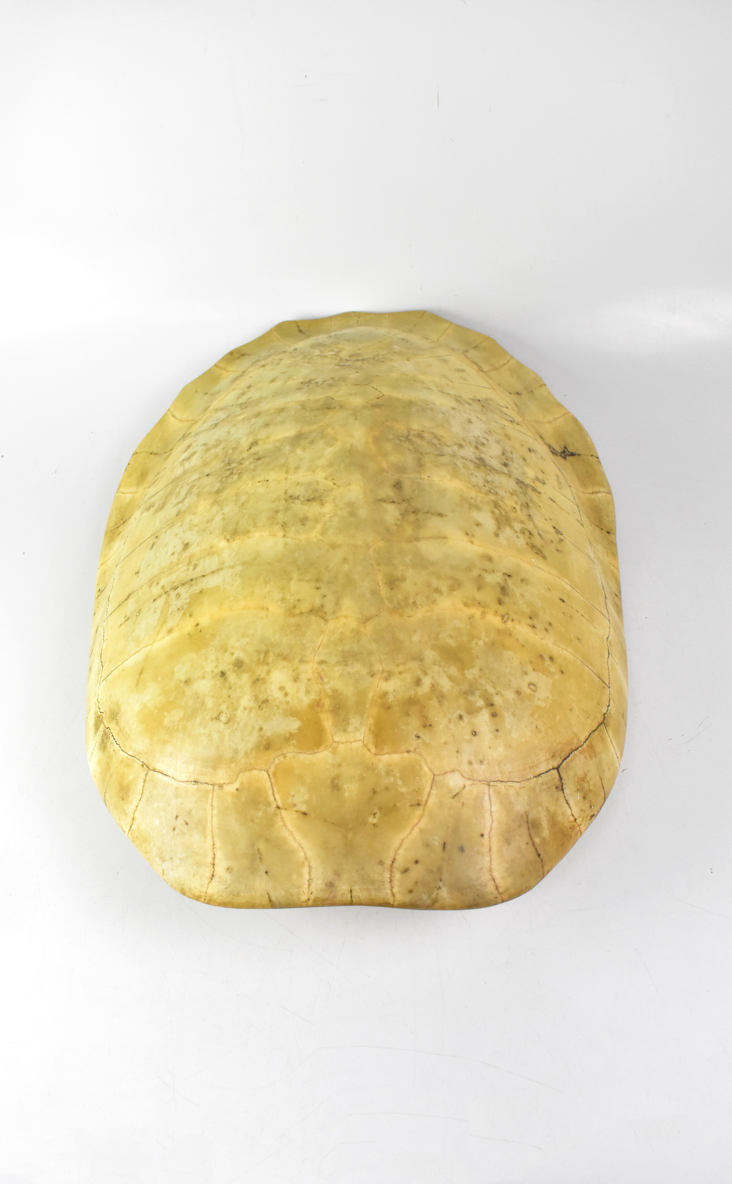 Lot 200 - An Olive Ridley (Lepidochelys Olivacea)