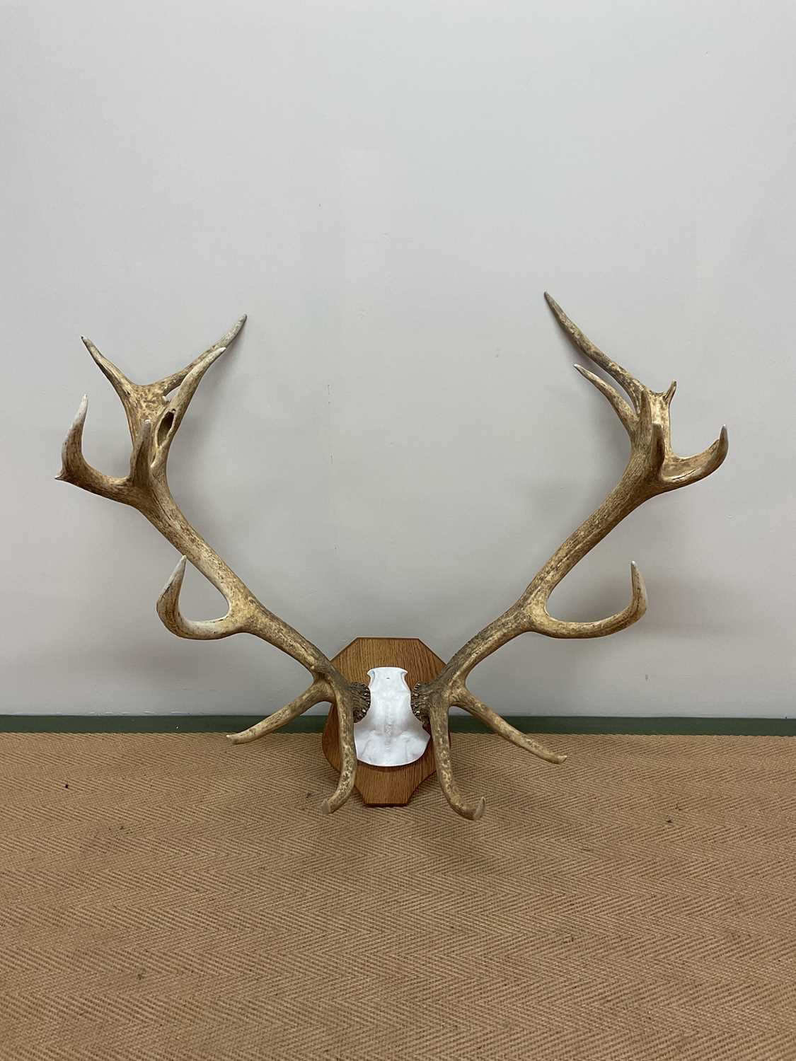 Lot 133 - A pair of eighteen point antlers set on oak