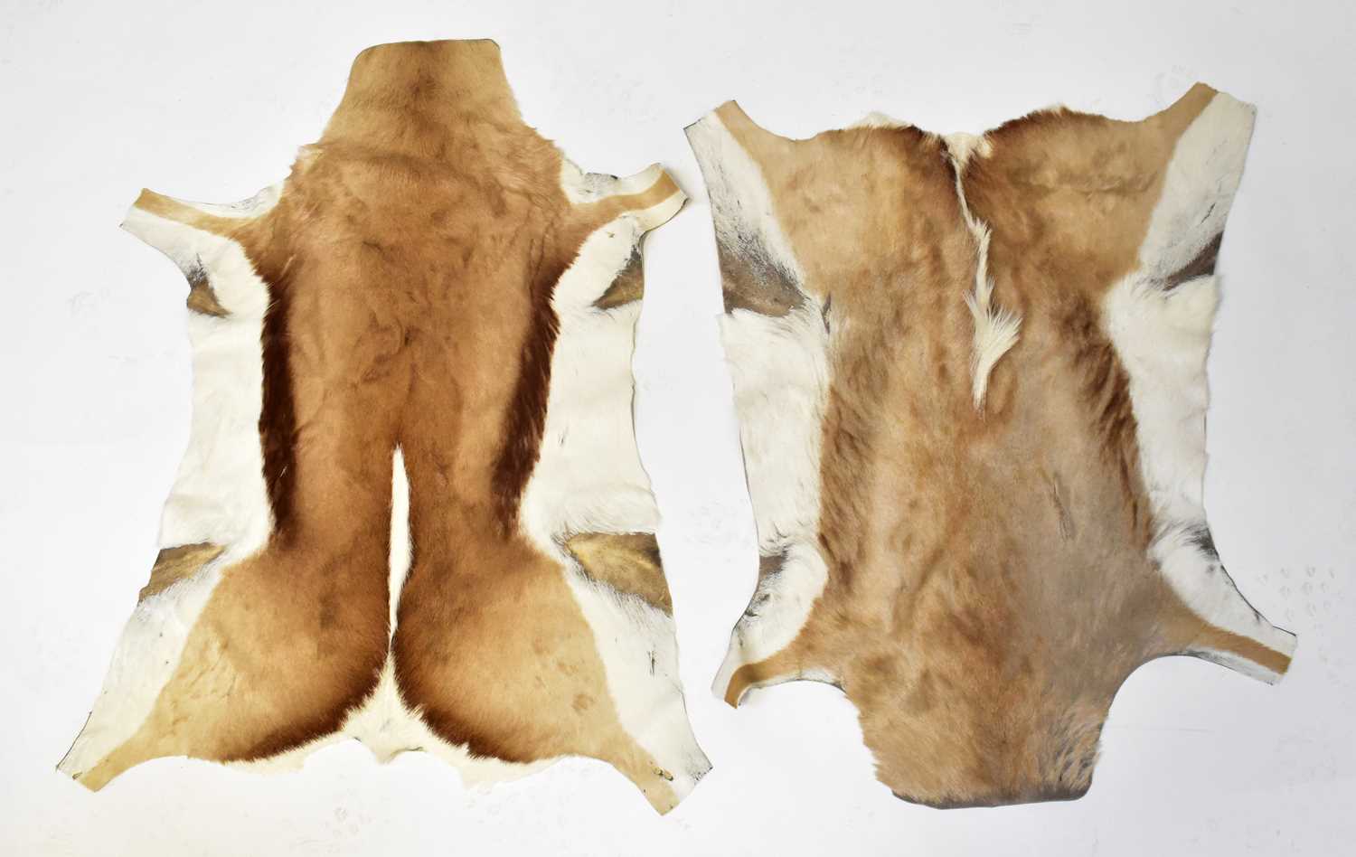 Lot 198 - Two springbok hides and two blesbok hides