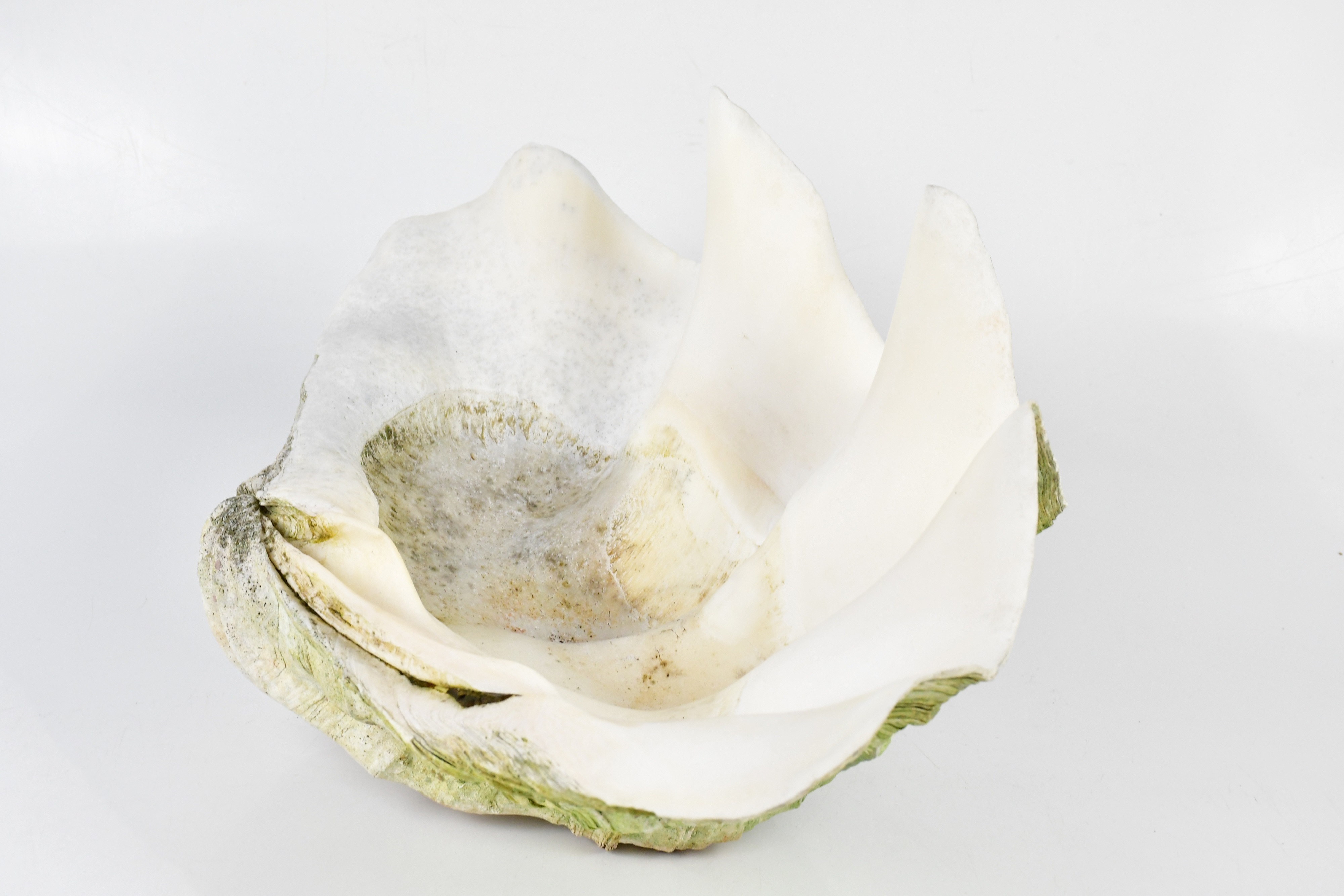 Lot 225 - NATURAL HISTORY; a giant fossil clam shell