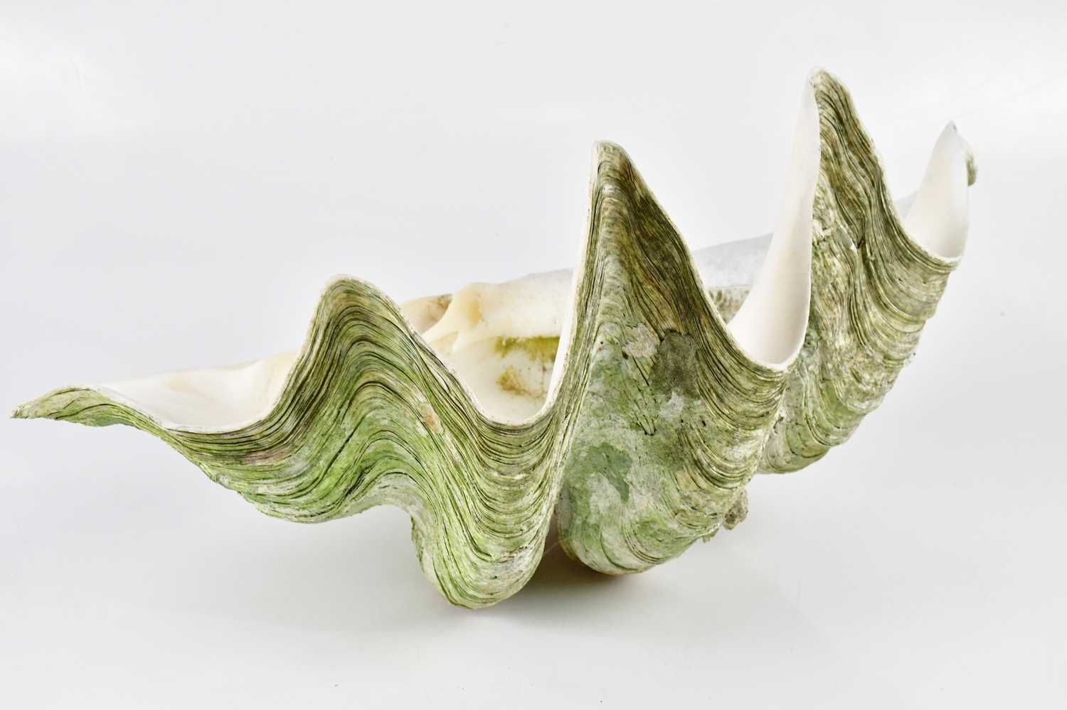 Lot 225 - NATURAL HISTORY; a giant fossil clam shell