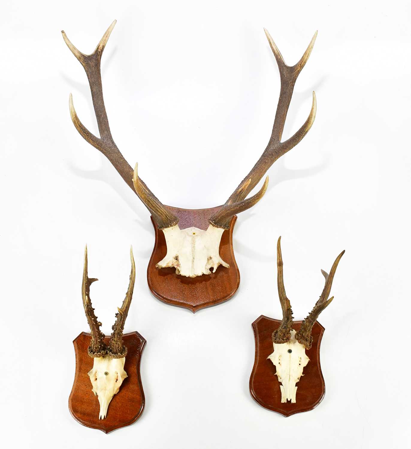 Lot 1097 - TAXIDERMY; a ten point set of antlers on