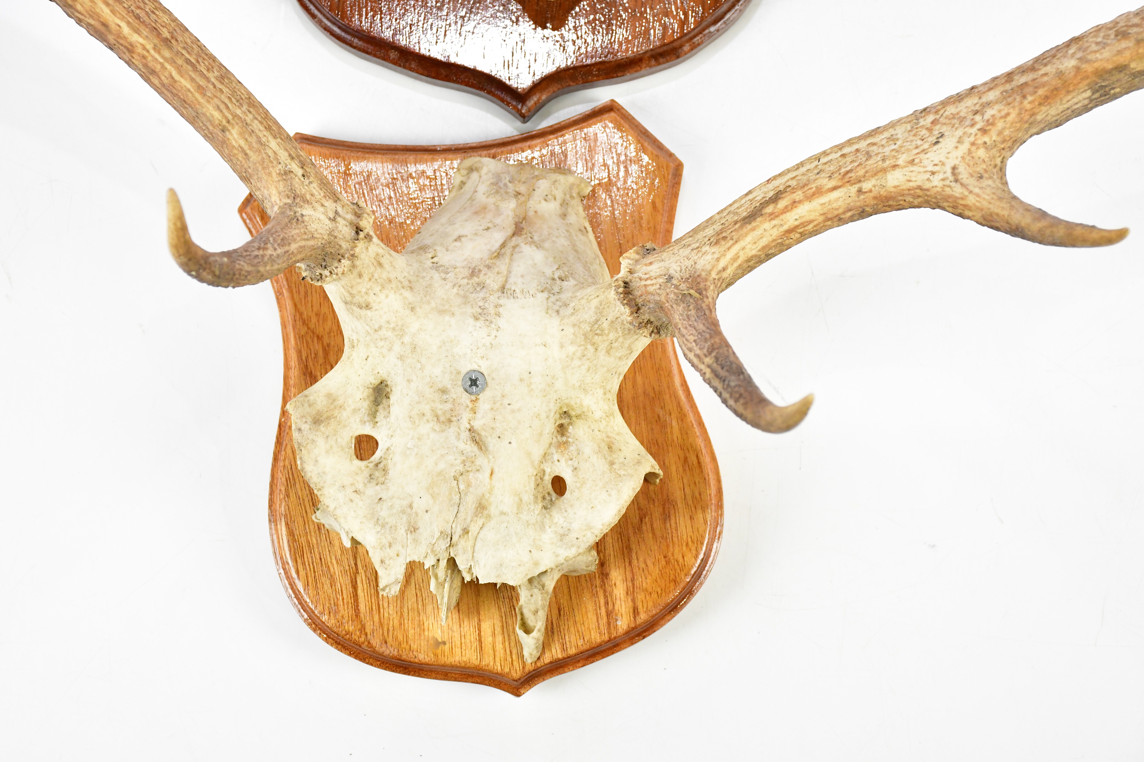 Lot 1099 - TAXIDERMY; a set of deer antlers on shield