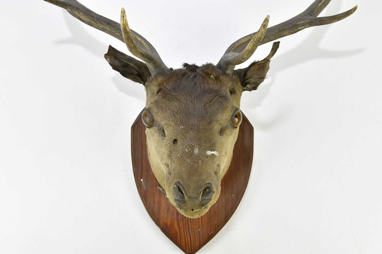 Lot 1101 - TAXIDERMY; a mounted stag's head with