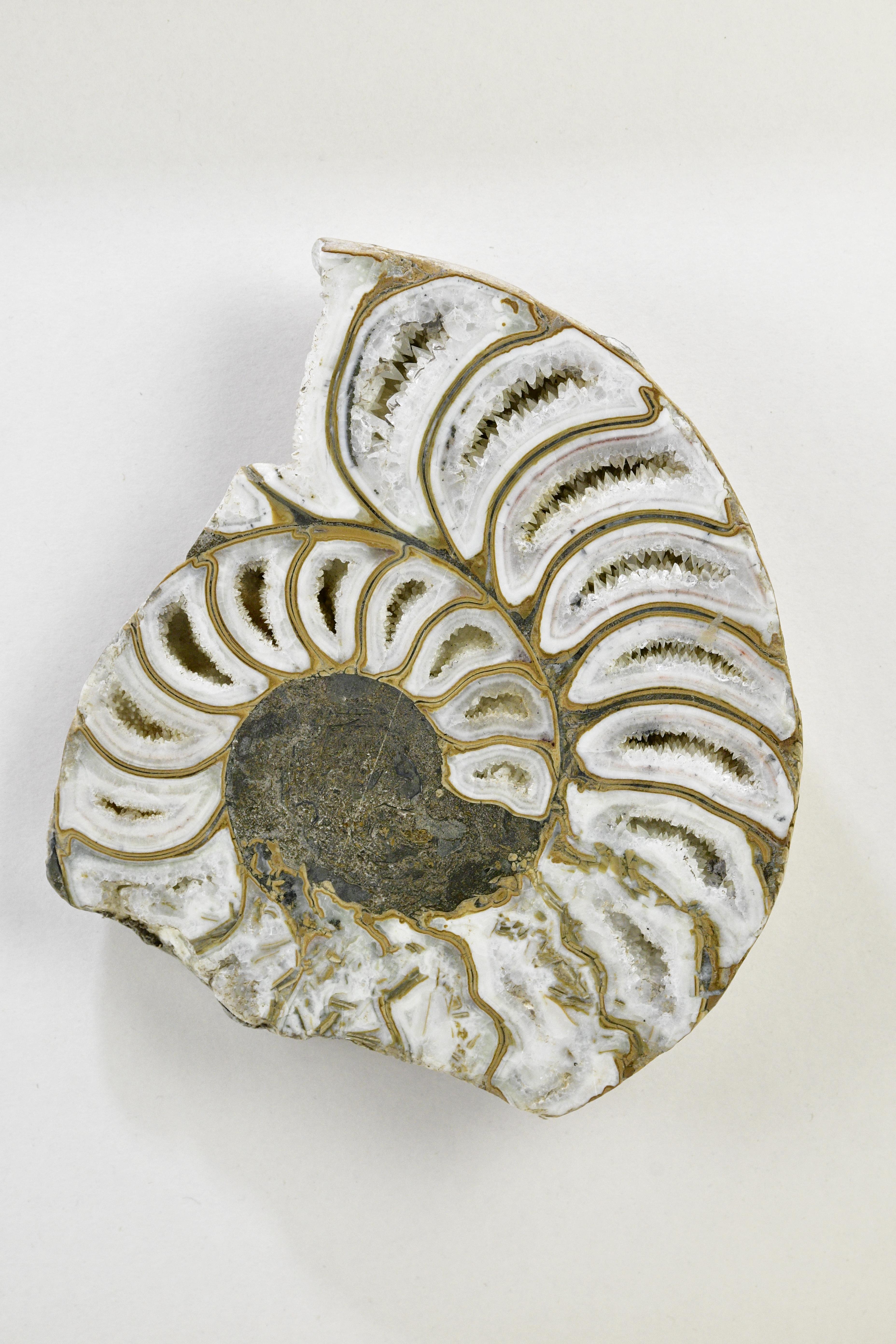 Lot 250 - Two cross sections of an ammonite fossil,