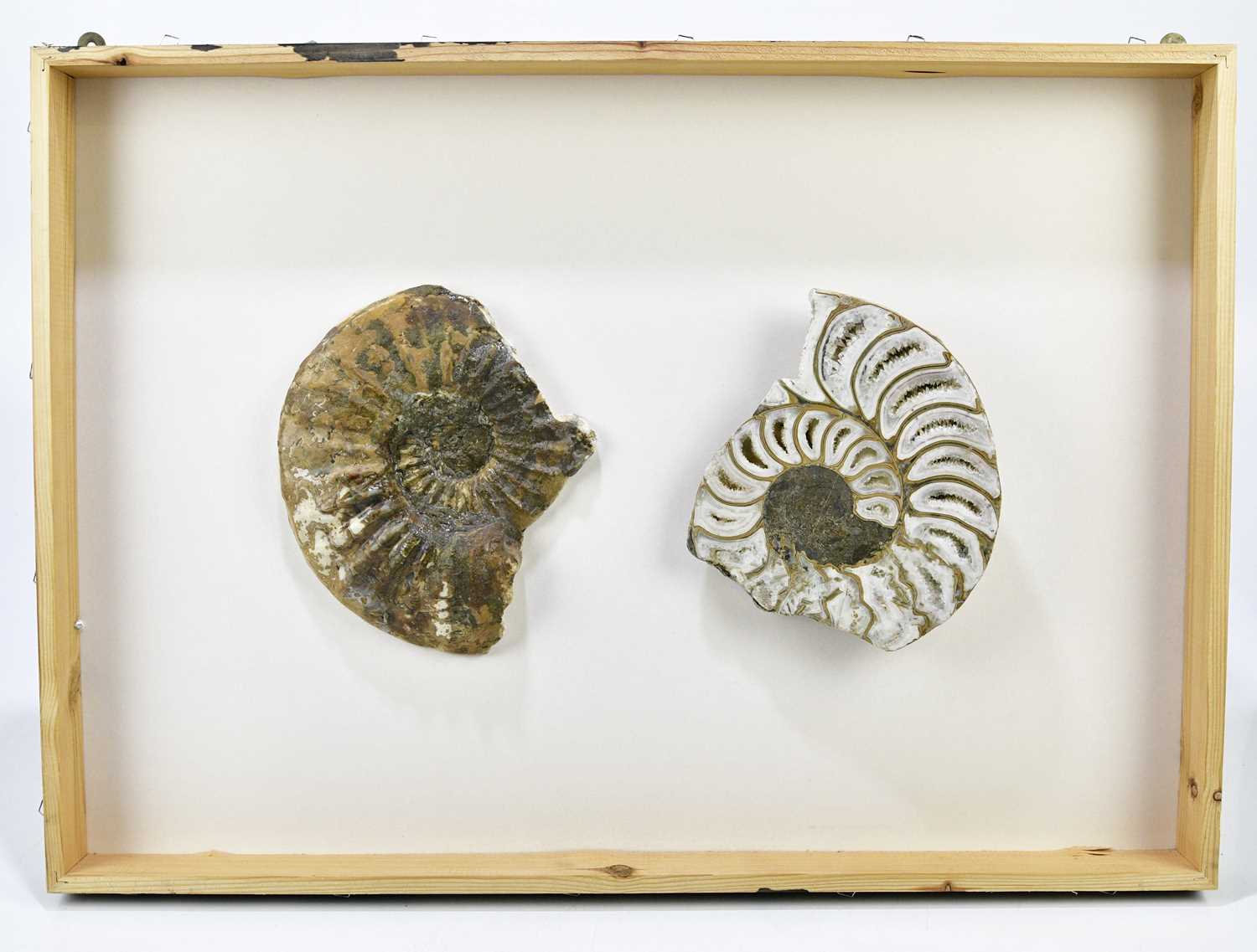 Lot 250 - Two cross sections of an ammonite fossil,